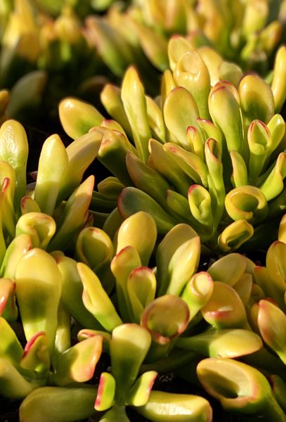 Details | Jade Plants